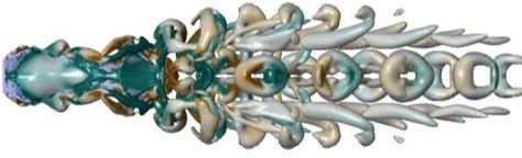 Side And Top Views Of Vortex Structures During Terminal Swimming A Download Scientific