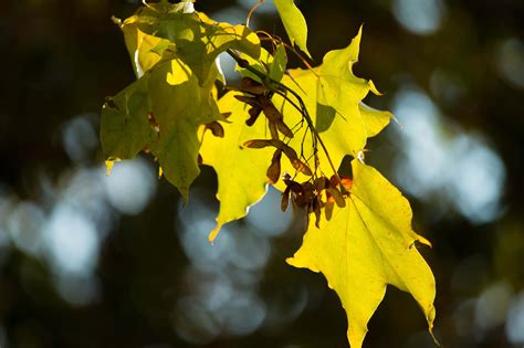 무료 사진 자연 녹색 잎 트리 식물가을 숲 단풍 분기