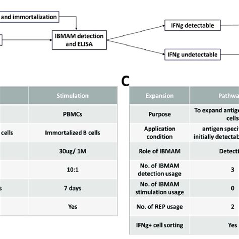 Assessment Of The Interaction Between Antigen Specific T Cells And Download Scientific Diagram