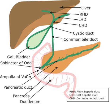 Acute Cholangitis Ascending Cholangitis Geeky Medics