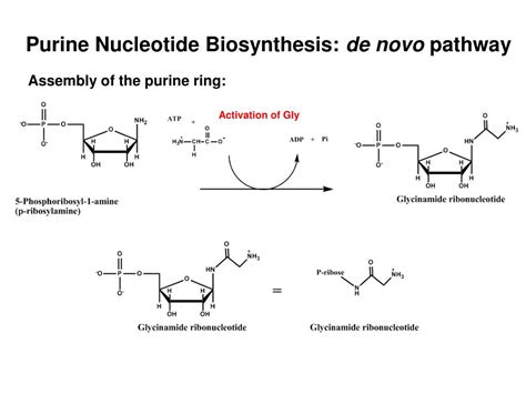 Ppt Pathway Engineered Enzymatic De Novo Purine Nucleotide Synthesis