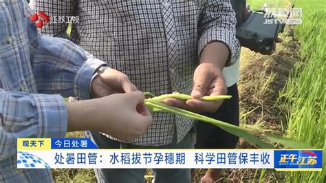 观天下今日处暑 我苏网