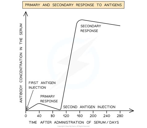 Types Of Immunity OCR AS Biology Revision Notes 2016