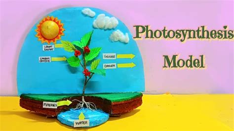 Photosynthesis In Plants Model Project3d For School