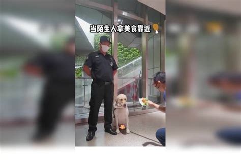 谁说拉布拉多对美食来者不拒给大家看看什么叫做专业 什么 美食 专业
