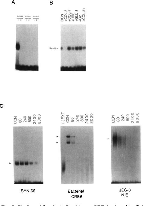 Figure 2 From Dna Binding And Dimerization Domains Of Adenosine 35
