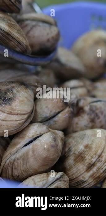 Bivalve Mollusks Bivalves Or Plate Gilled Bivalvia Bivalva