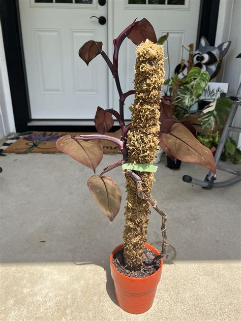 Leggy Ppp Air Layer Rrarehouseplants