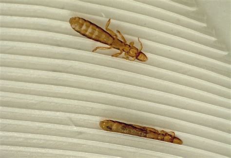 Sex Lice And Videotape Theu