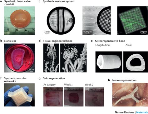 Applications Of Nozzle Based 3d Printing Technologies In 3d Bioprinting Download Scientific