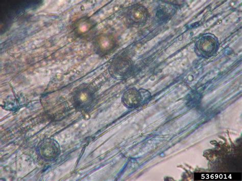 Pythium Diseases Genus Pythium Pringsh
