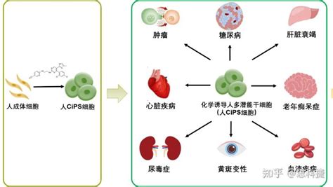 小分子化合物的妙用之干细胞研究 知乎