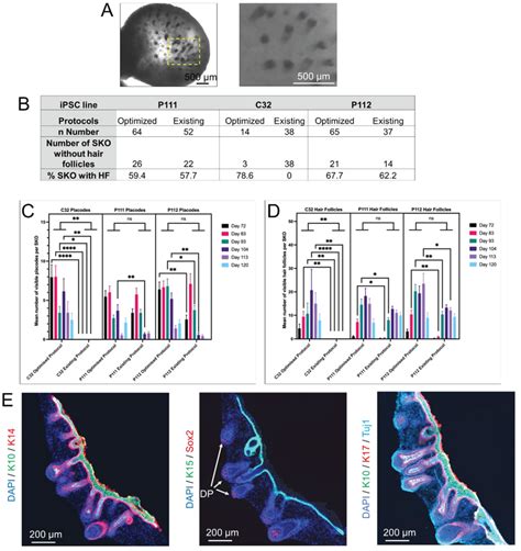 Development Of Physiologically Relevant Skin Organoids From Human Induced Pluripotent Stem Cells
