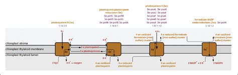 Figure 1 From The Metacyc Database Of Metabolic Pathways And Enzymes And The Biocyc Collection