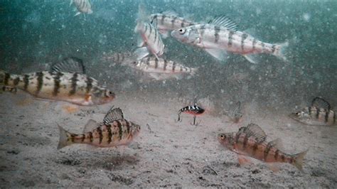 Shallow Prairie Pothole Perch Feeding Frenzy On The Underwater Camera