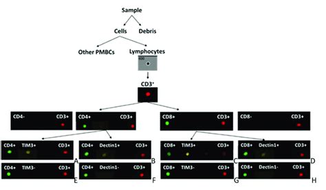 Flow Cytofluorimetric Analysis Workflow The Image Shows The Sequential