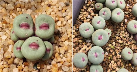 Conophytum Pageae Care How To Grow Lips Plant