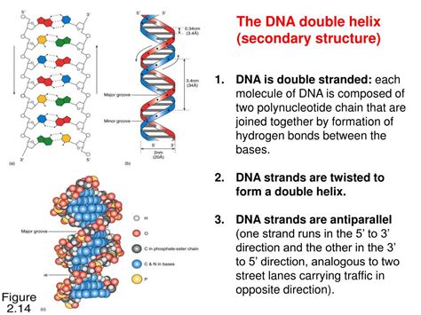 PPT STRUCTURE OF DNA 1 Primary Structure 2 Secondary Structure 3 Tertiary Structure