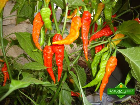 Bhut Jolokia Seeds Sandia Seed Company