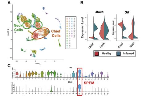 Single Cell Transcriptional Analyses Identify Lineage Specific Epithelial Responses To