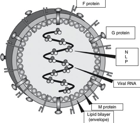 2 Structure Of Nipah Virus F Fusion Protein G Attachment Protein Download Scientific
