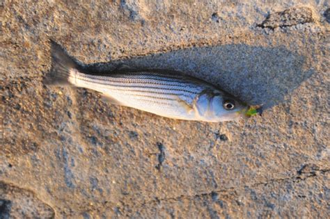 Striped Bass Reproduction Down In Chesapeake Bay