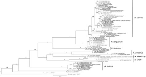 —majority Rule Consensus Tree Obtained In The Bayesian Analysis Of 65 Download Scientific