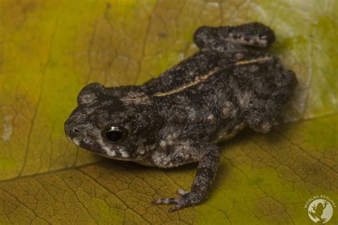 Pyxicephalus Adspersus Gaint Bullfrog — Nicolau Ecology