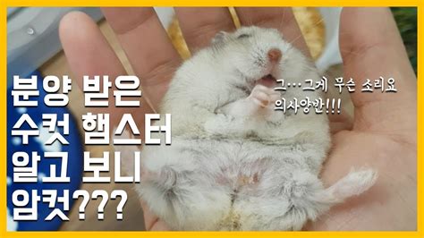 분양받은 수컷 햄스터 알고보니 암컷 [냥이아빠] Youtube