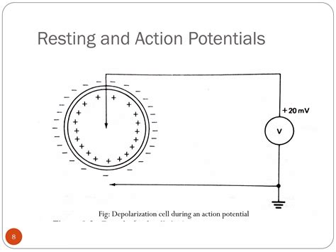 Sources Of Bioelectric Potentials Pdf