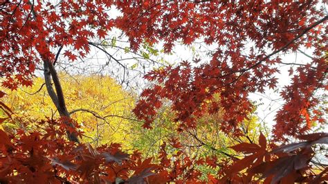 가을색의 향연소멸의 아름다움 Youtube