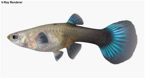 남성과 여성의 구피 3d 모델 39 Max Fbx Obj 3ds Free3d