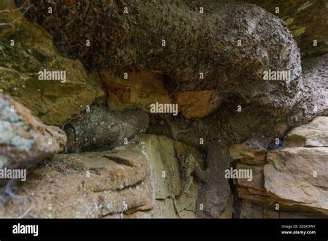 Roots Growing Into Rock Hi Res Stock Photography And Images Alamy