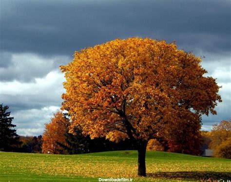 دانلود عکس طبیعت تابستان با کیفیت بالا