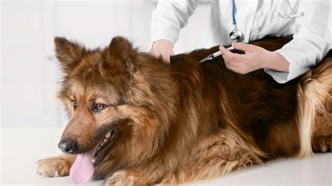 Biopsy For Dogs