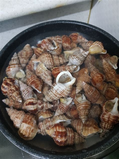 소라종류 독 지식in