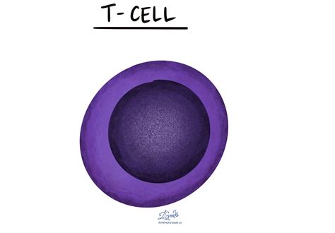 T Cells — коллекция фото и изображений по теме ДзенРус