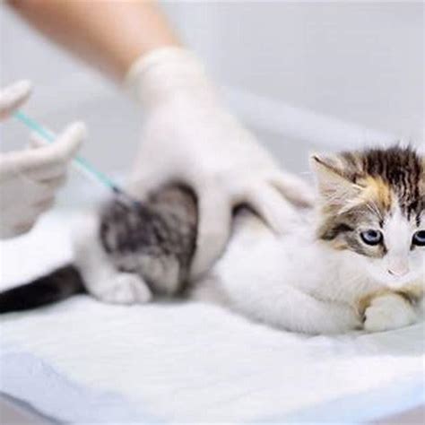 How Did My Indoor Cat Get Rabies DIY Seattle