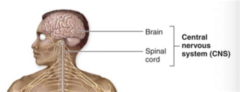 Bio201 Lecture 15a Nervous System Intro Flashcards Quizlet