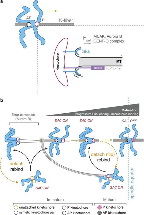 Model For Congression Via Dcp And Integration With Checkpoint Download Scientific Diagram