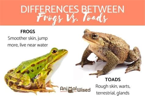 Frog Vs Toad What Is The Difference With Pictures Frog Toad Frog And Toad