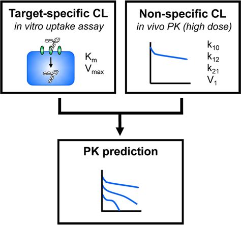 Schematic Chart For Predicting Nonlinear Pk Using In Vivo And In Vitro Download Scientific