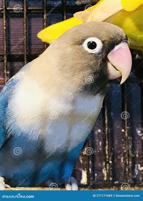 African Love Birds Pictures