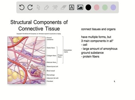 What Is The Makeup Of The Matrix In Connective Tissues Saubhaya Makeup