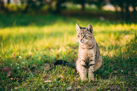 How Common Is Rabies In Cats Torrance Vets