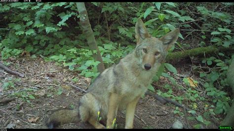 Seattle Urban Carnivore Project Rainier Audubon Society