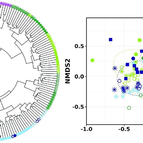 Hierarchical Clustering Dendrogram Left And NMDS Ordination Right
