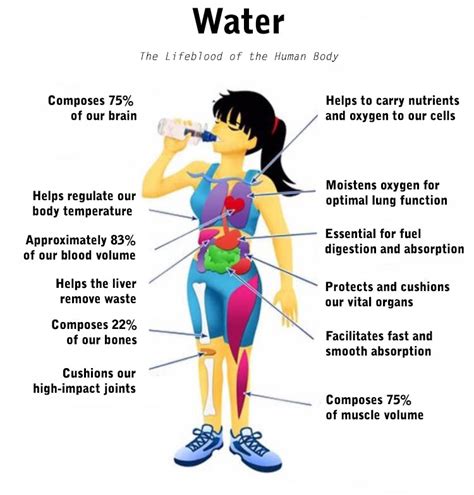 Functions Of Water