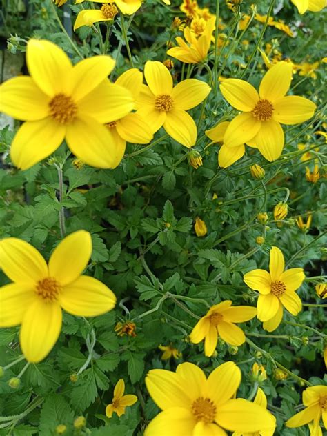 Цветна градина Цветна градина Added A New Photo