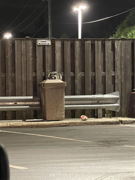 4124 Best Trash Pandas Images On Pholder Trashpandas Aww And Nature